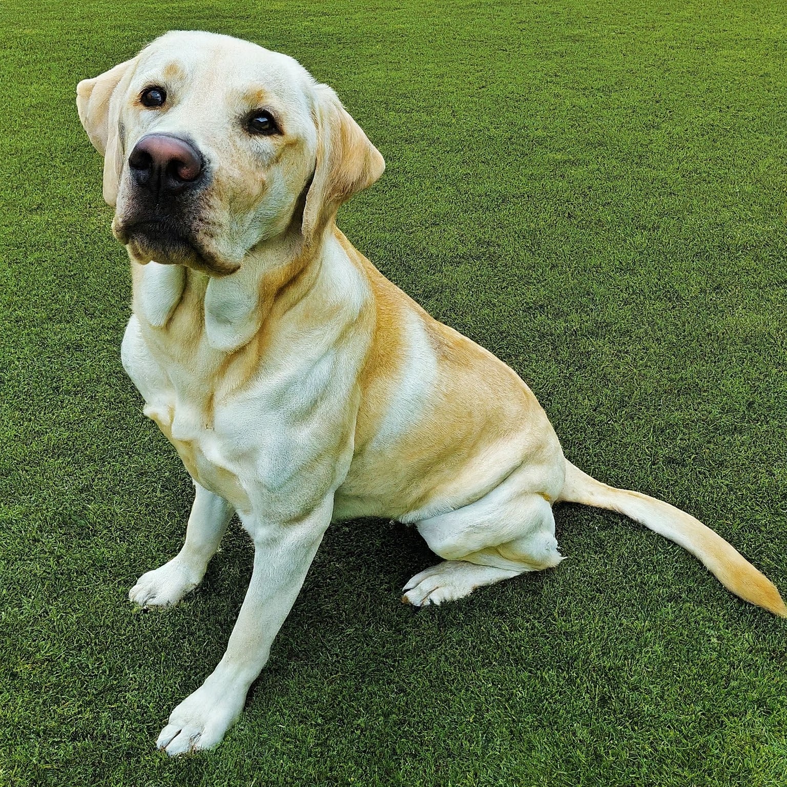 Guide to Choosing the Right Labrador Retriever Muzzle - Dog Muzzle