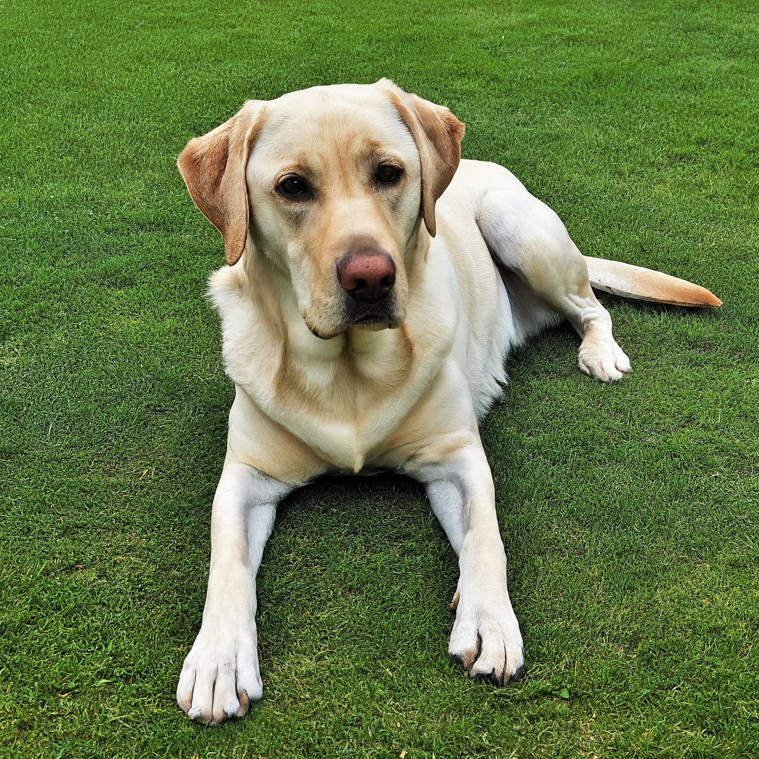 Guide to Choosing the Right Labrador Retriever Muzzle - Dog Muzzle