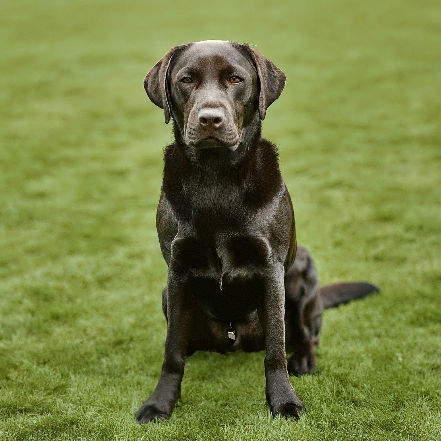 Guide to Choosing the Right Labrador Retriever Muzzle - Dog Muzzle