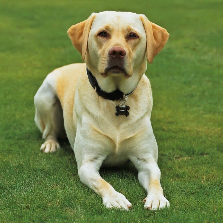 Guide to Choosing the Right Labrador Retriever Muzzle - Dog Muzzle
