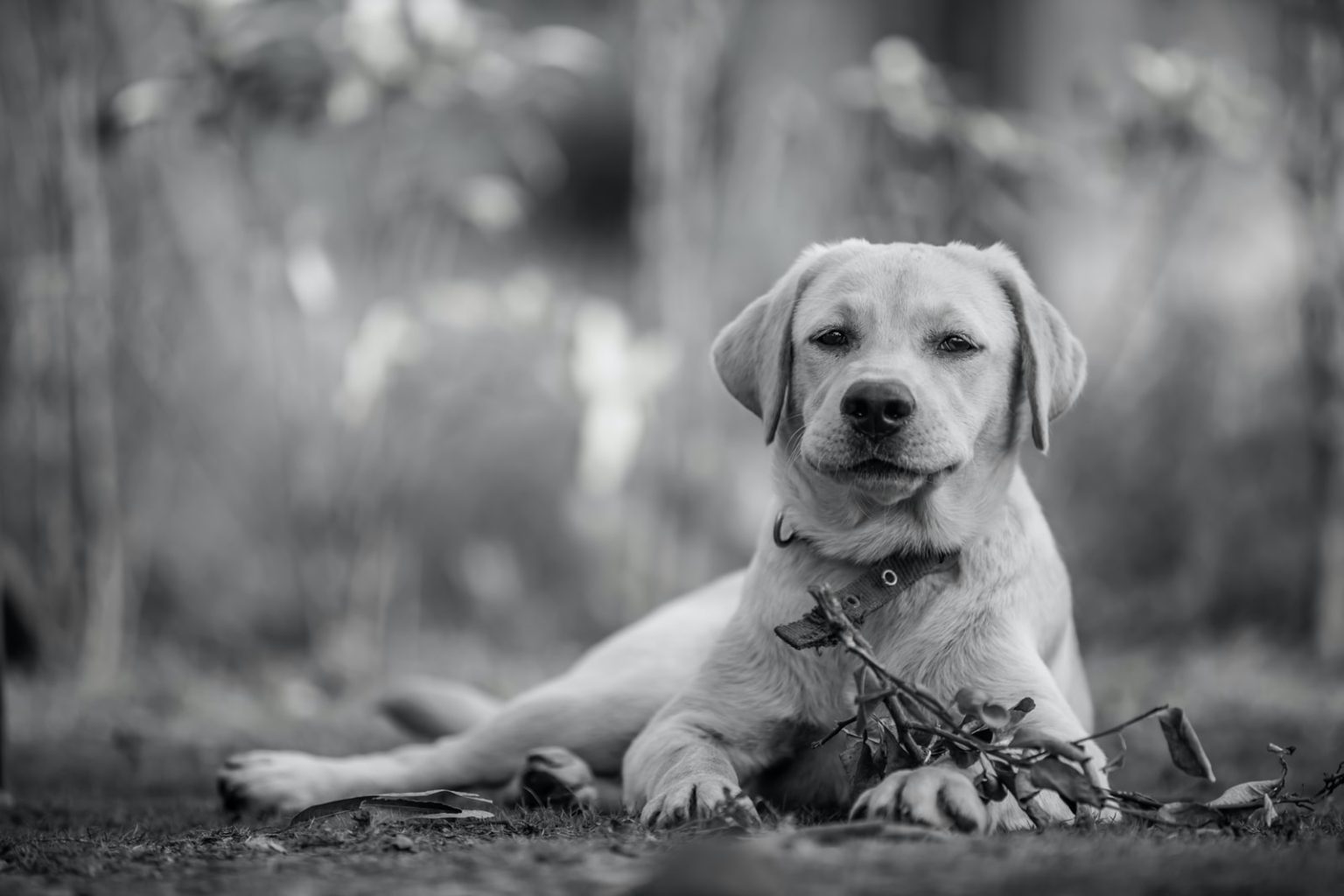 Guide to Choosing the Right Labrador Retriever Muzzle - Dog Muzzle